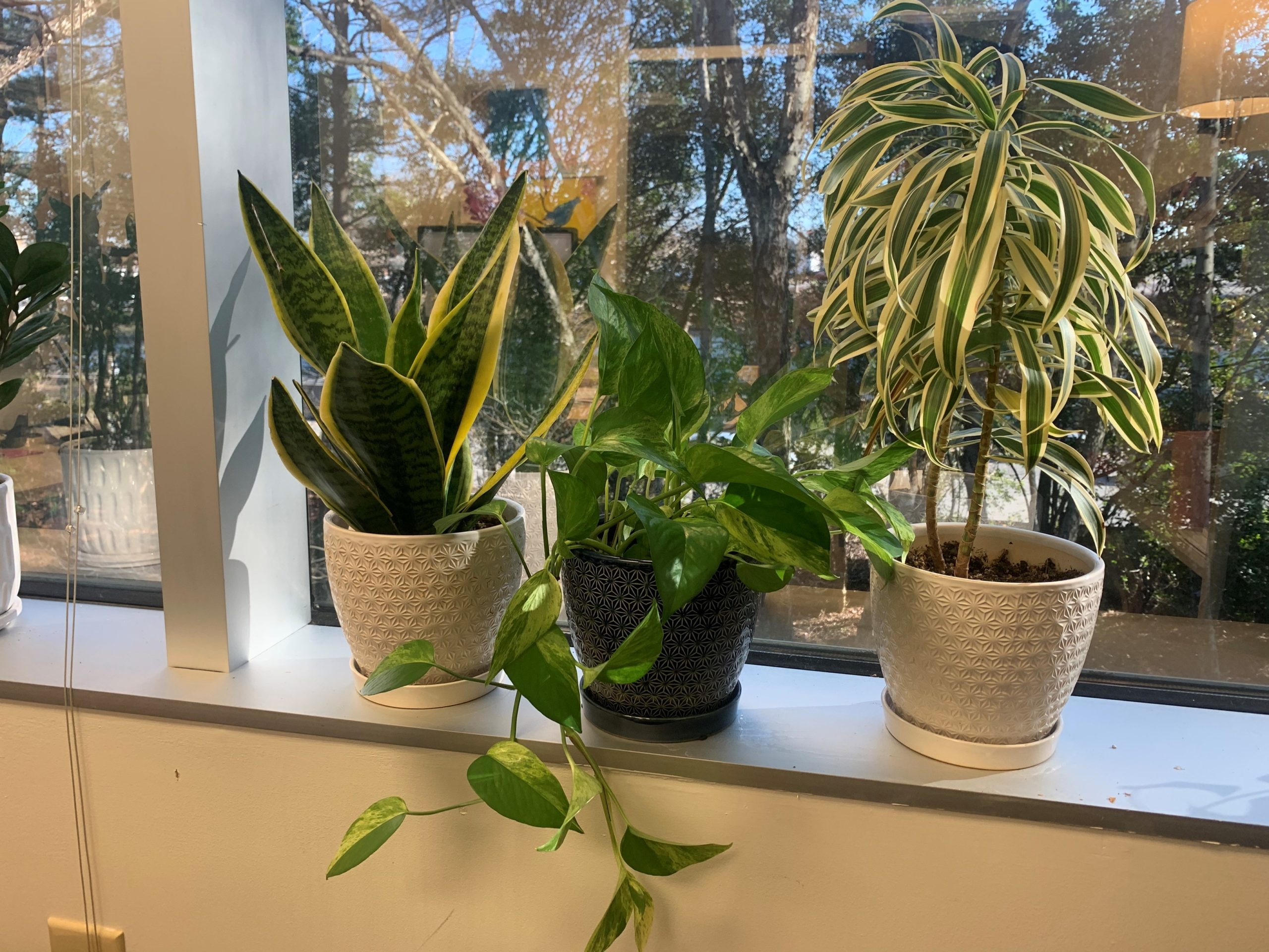 It's Only Natural: Office Plant Appreciation Day! - Timmons Group